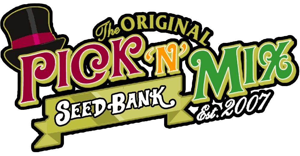 Mimosa x Orange Punch Auto - Autoflowering Seeds – Pick And Mix ...